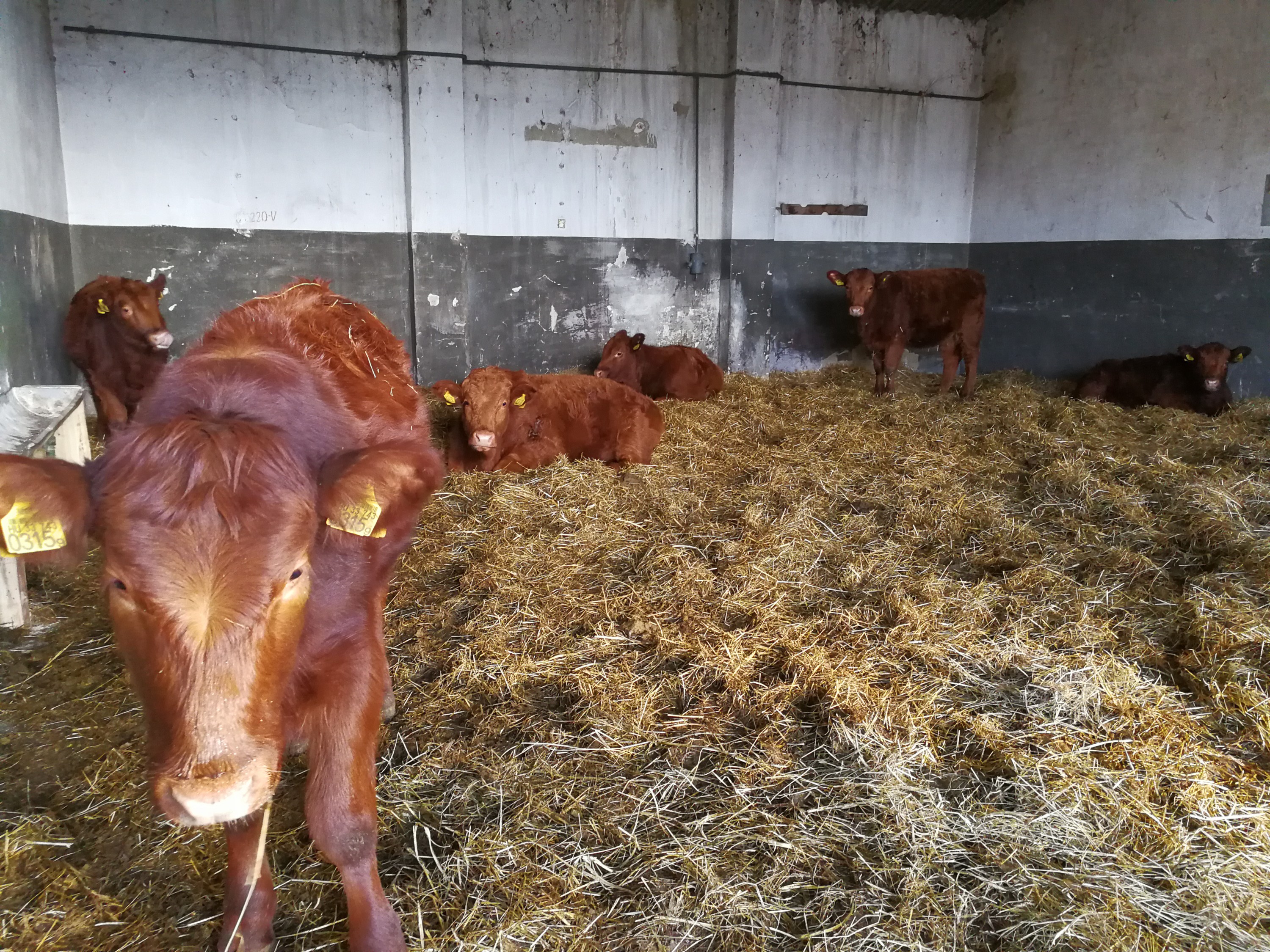 Takarmányszerviz Kft. - Állattartás